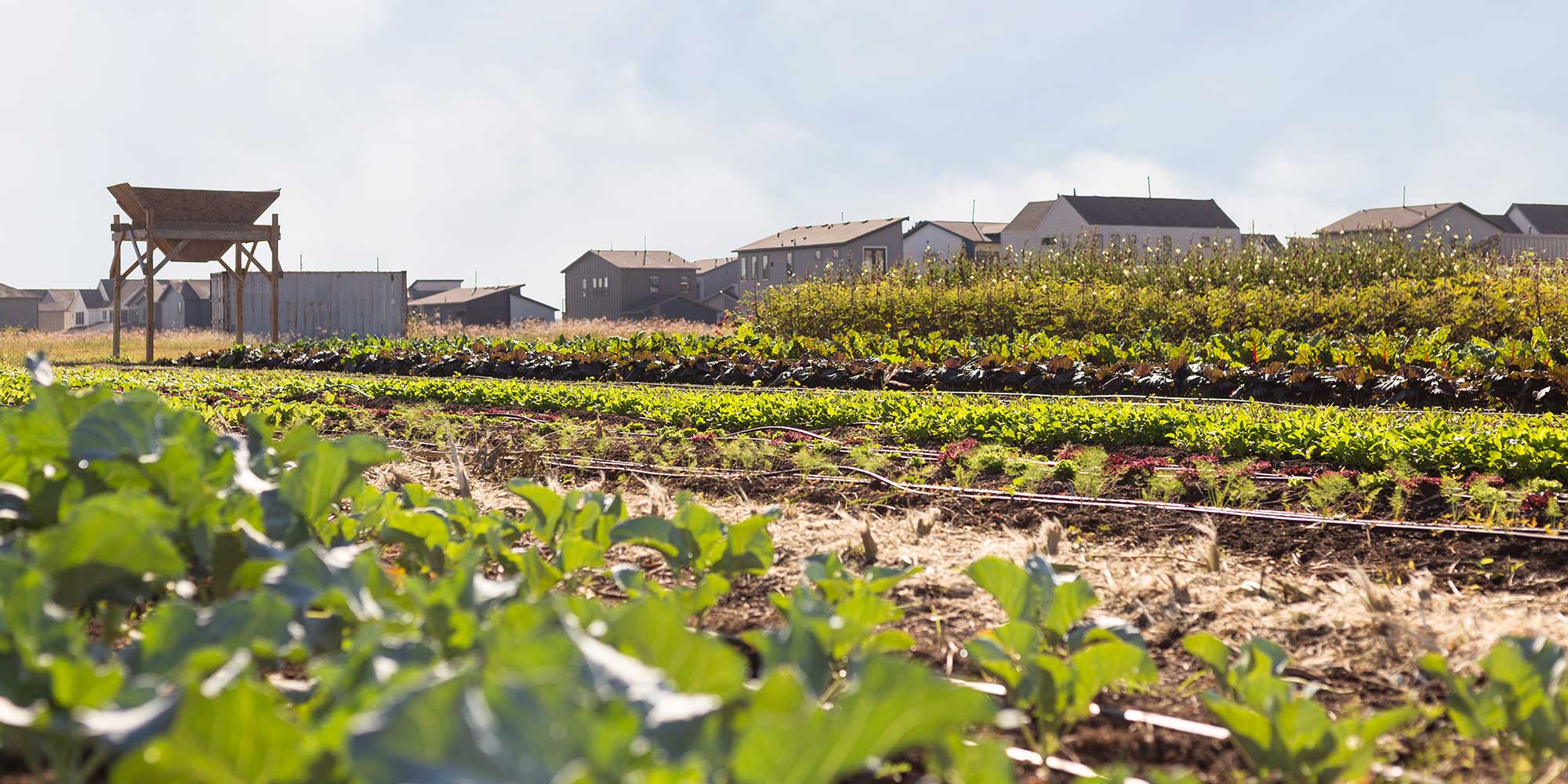 Indigo Farm | Indigo, a New Home Community in Richmond, TX
